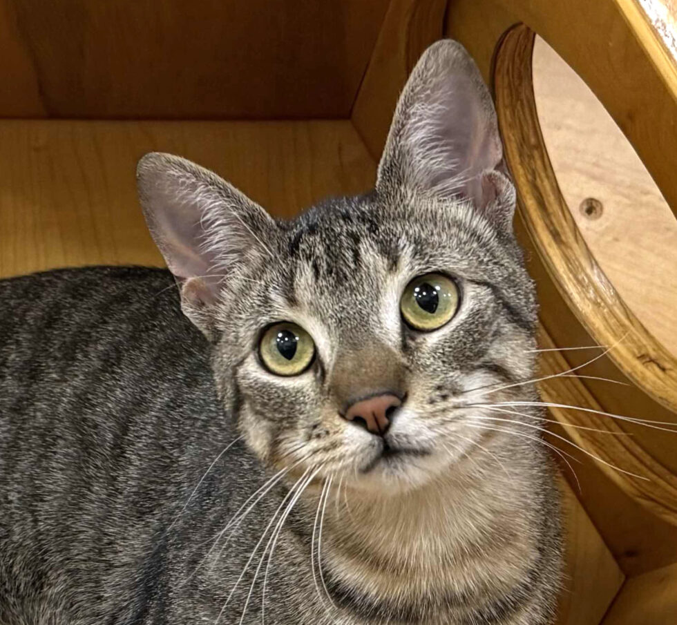 Elfo is adopted! | Happy Cats Haven