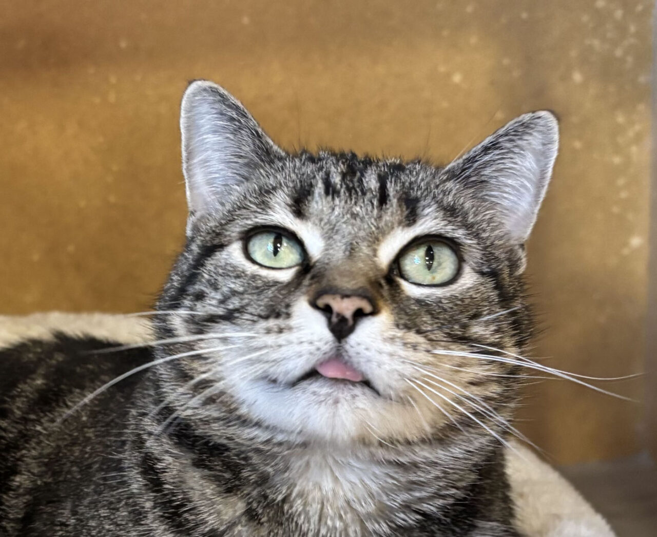 Gigi Is adopted! | Happy Cats Haven