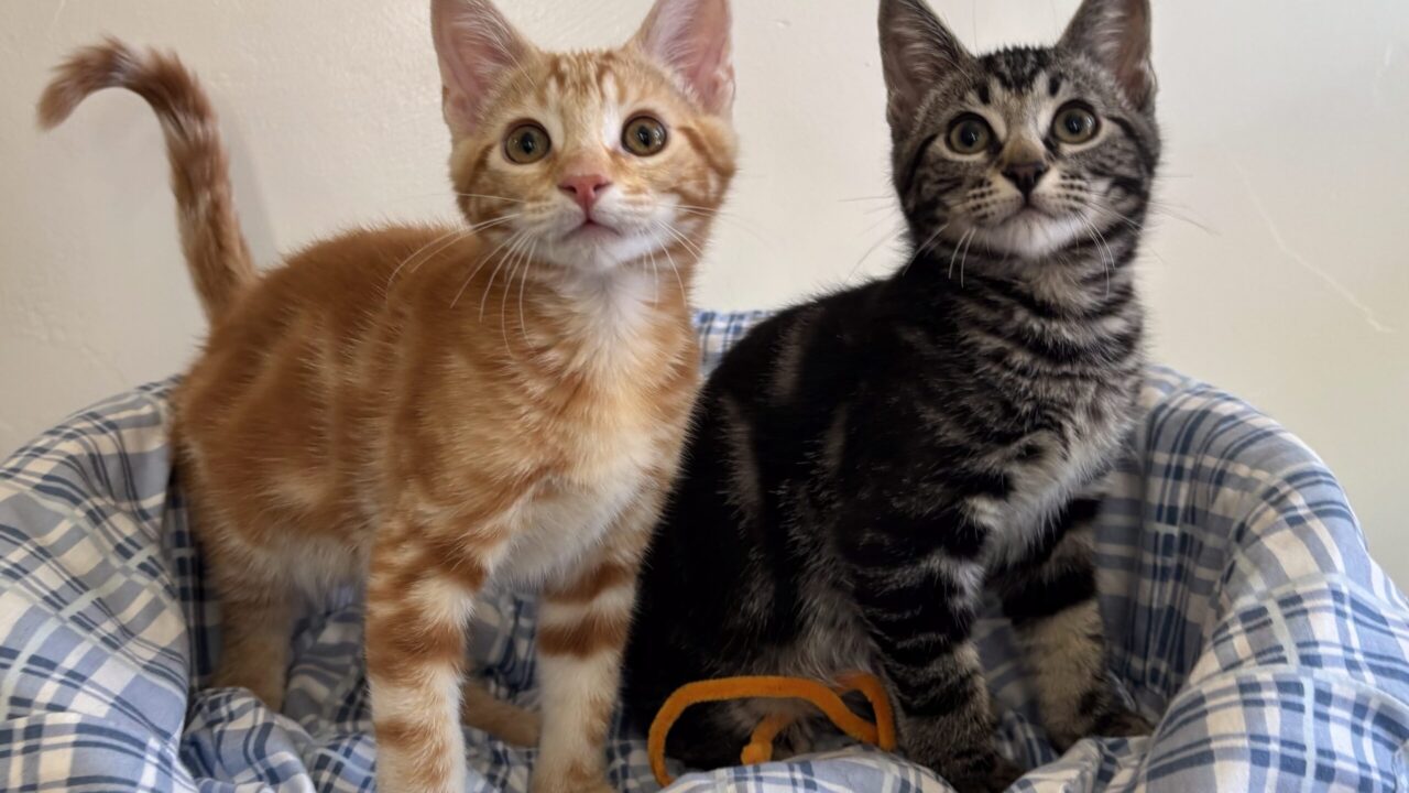 Zeus & Onyx are adopted! | Happy Cats Haven