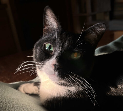 The eyes have it: what do cats actually see? | Happy Cats Haven