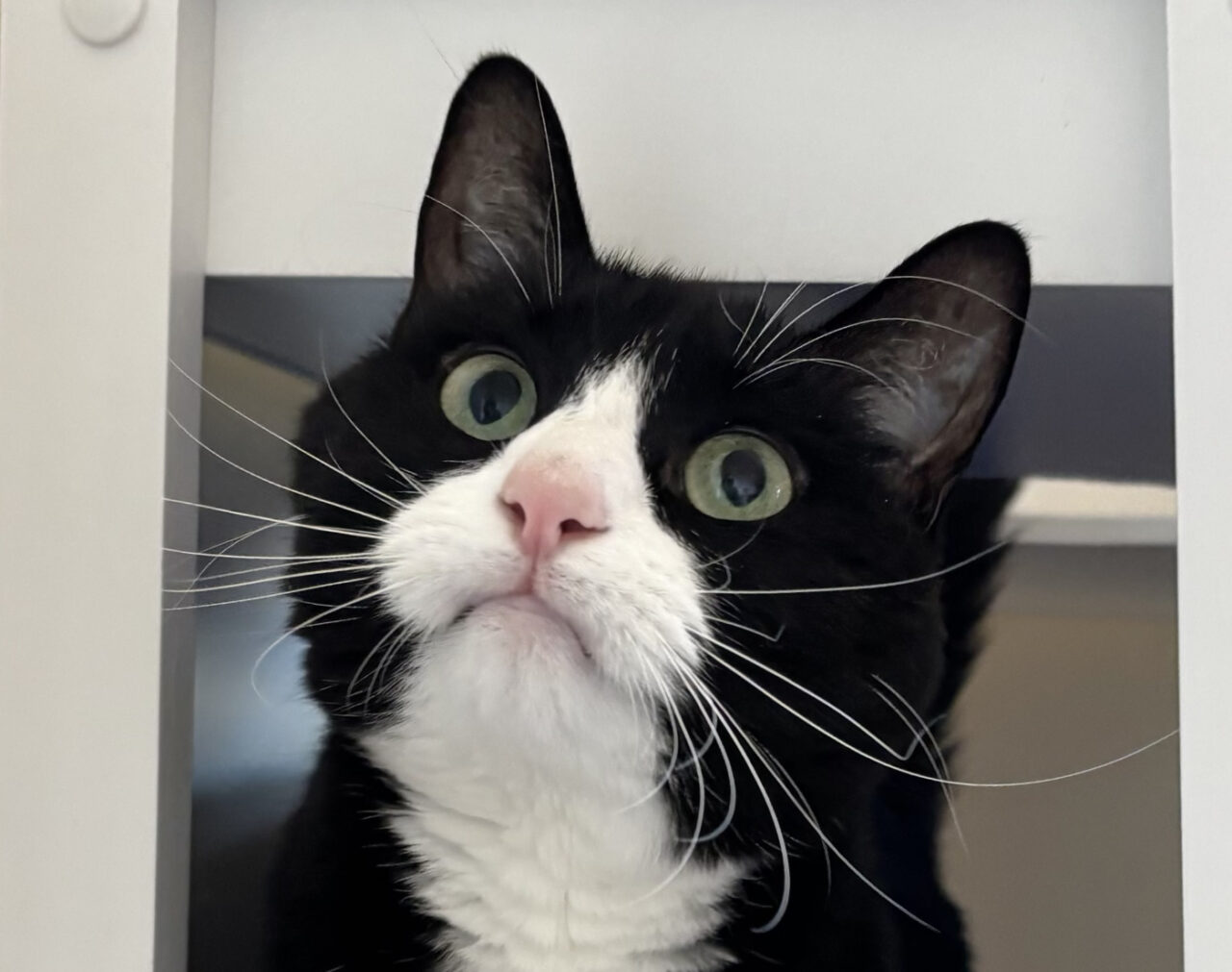 Hope is adopted! | Happy Cats Haven