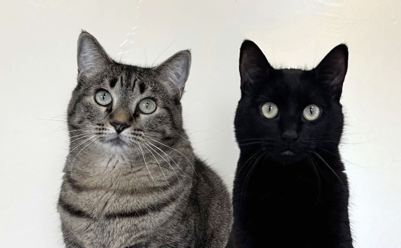 Caesar & Sheba are adopted! | Happy Cats Haven
