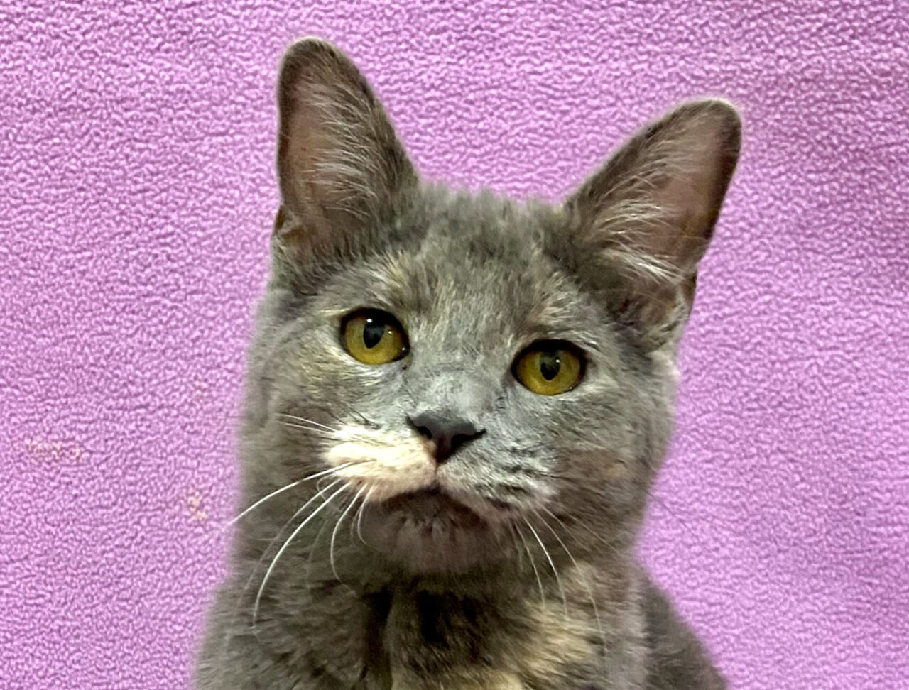 Grace is adopted! | Happy Cats Haven
