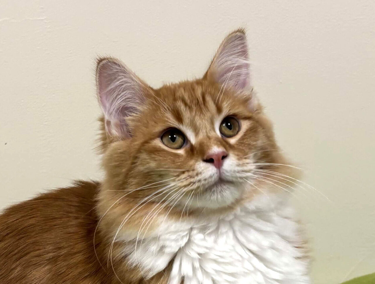 Pikachu is adopted! | Happy Cats Haven