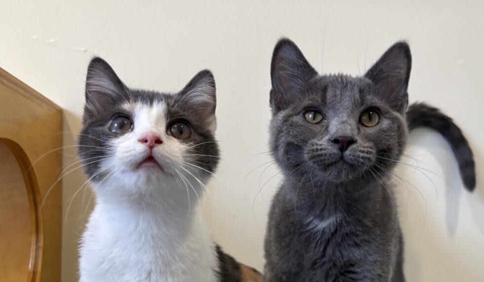 Clara & Henry are Adopted | Happy Cats Haven