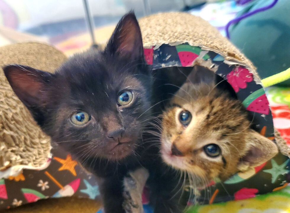 Days of Miracle & Wonder | Happy Cats Haven