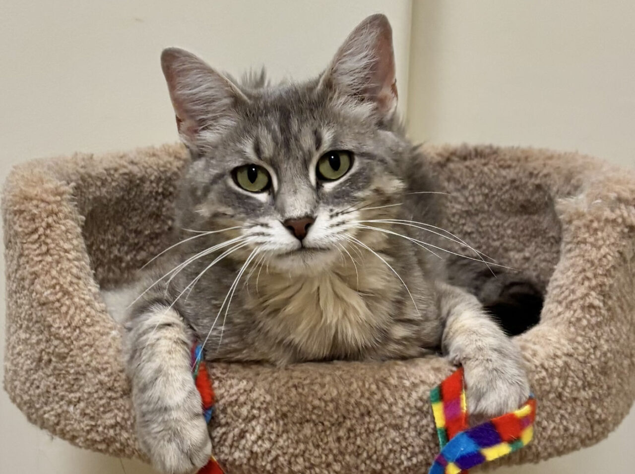 Mama Macaroni | Happy Cats Haven