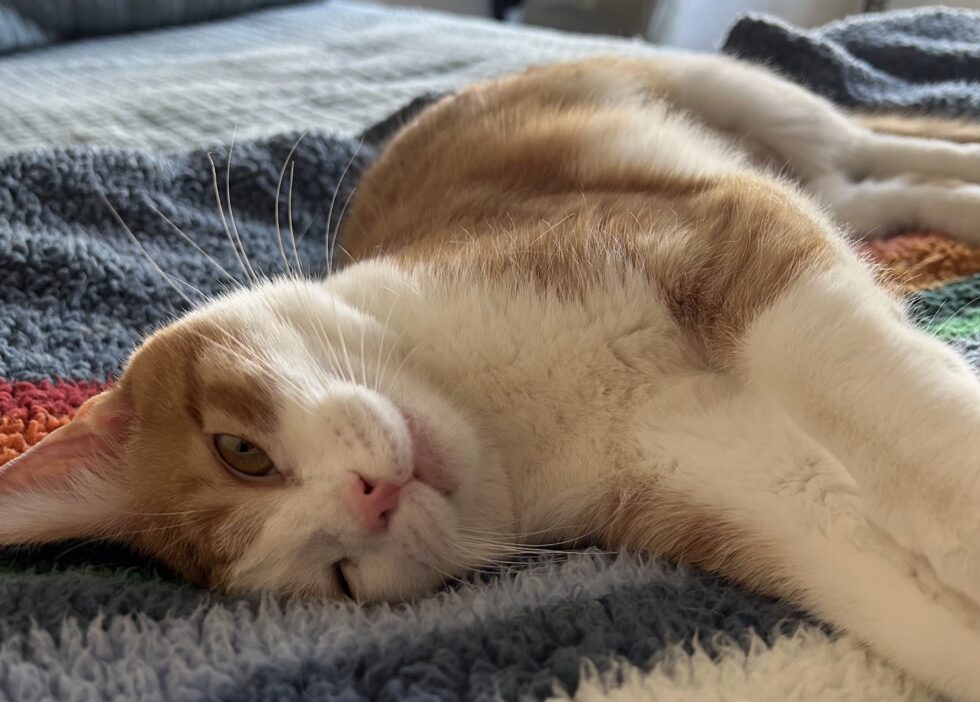 Jolene Is adopted! | Happy Cats Haven